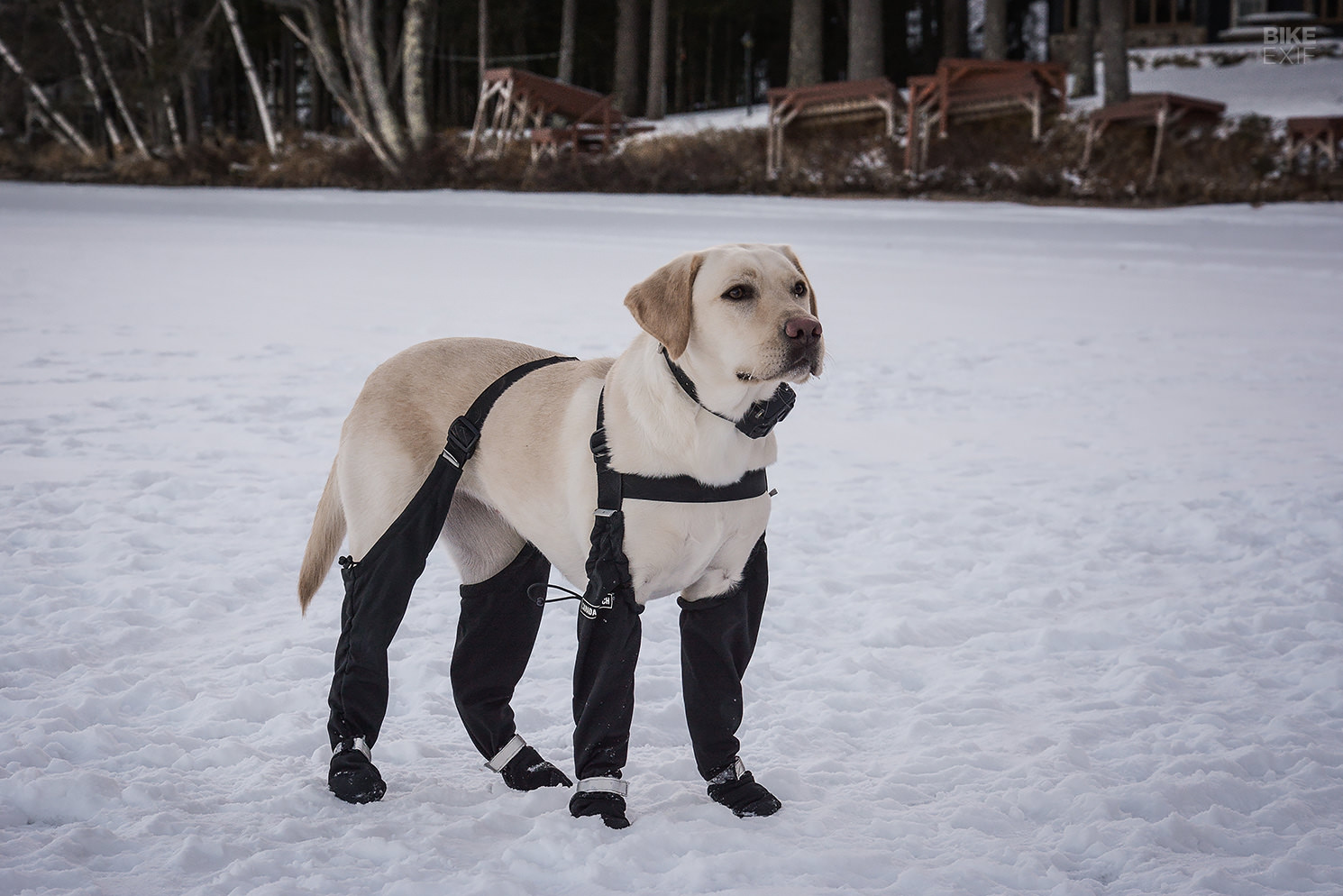 Bike EXIF | Studding Pit Bike Tires